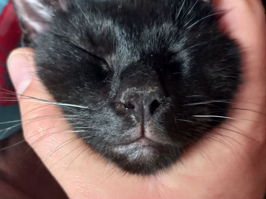 Кот-енот в добрые руки