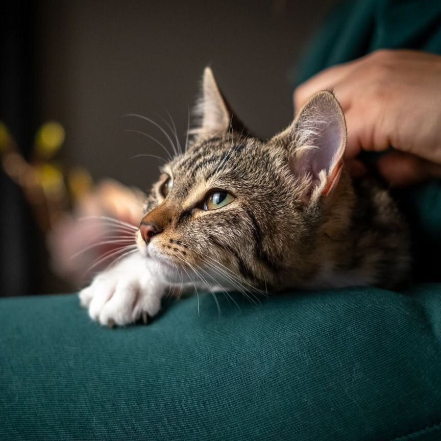 Котёнок в добрые руки