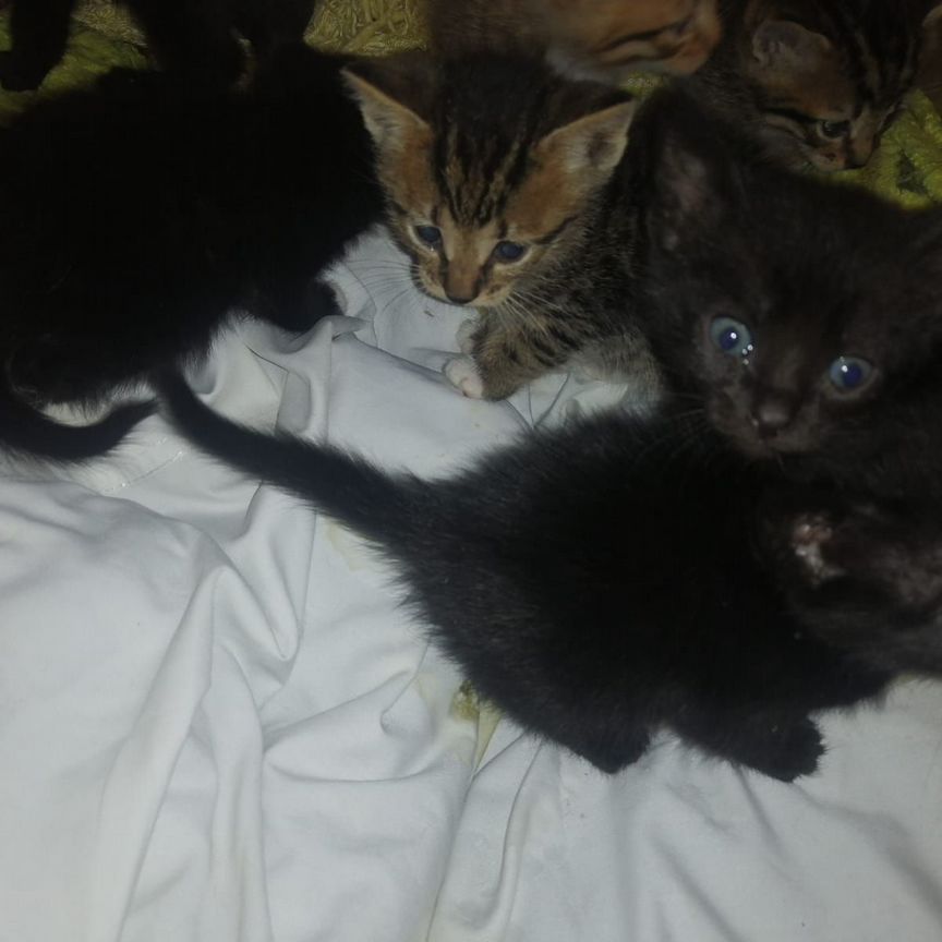 Котята в добрые руки