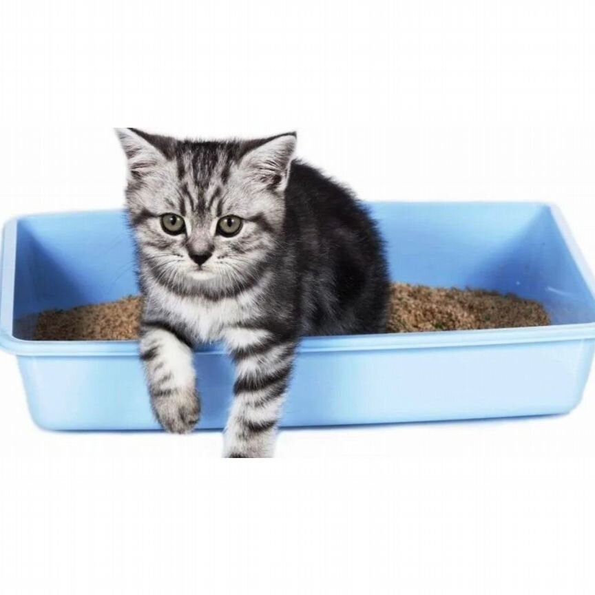 Лоток для котят маленький