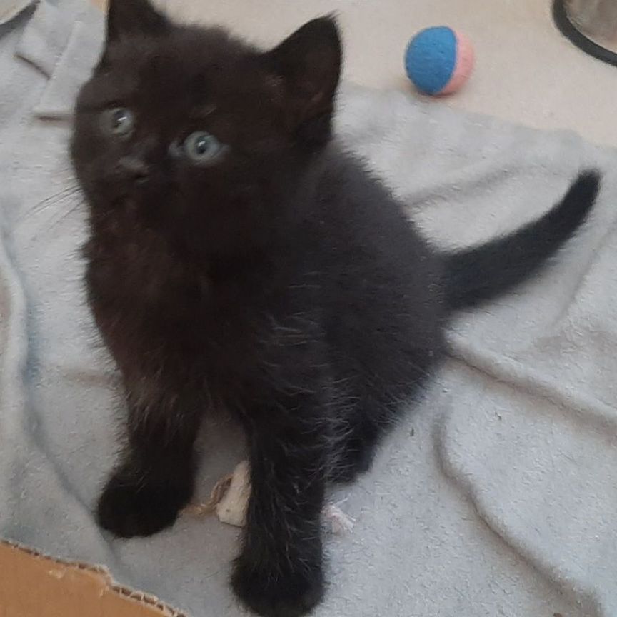 Британский короткошёрстный котёнок