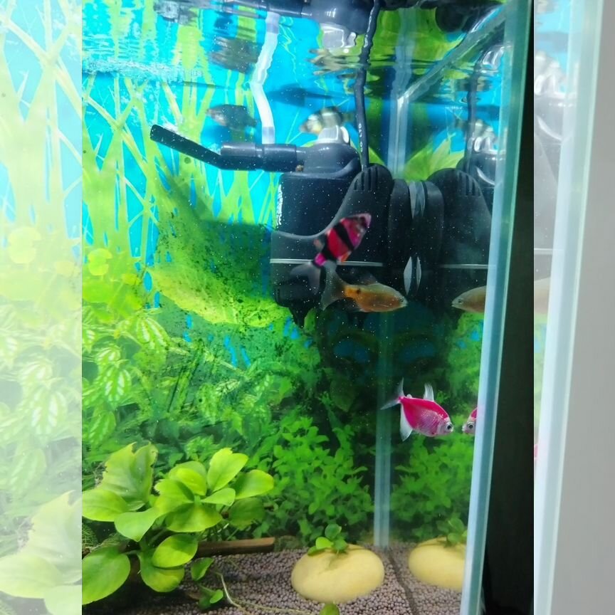 Аквариумные рыбки - 5шт. (барбусы, тернеция)