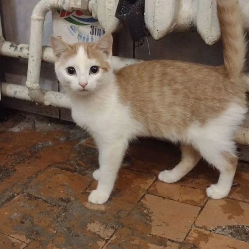 Котят подкинули на ферму