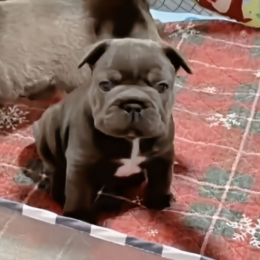 Французский бульдог, щенок