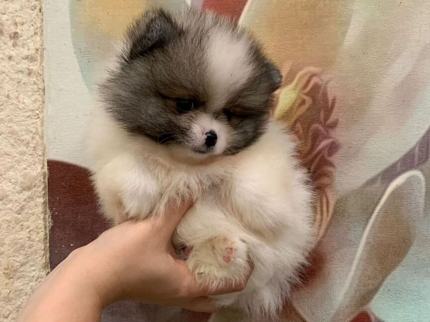 Померанский шпиц