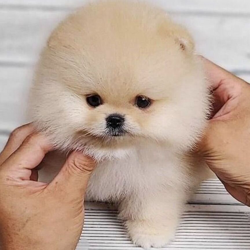Померанский шпиц, щенок