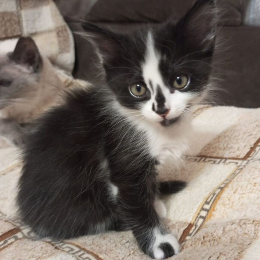 Котёнок