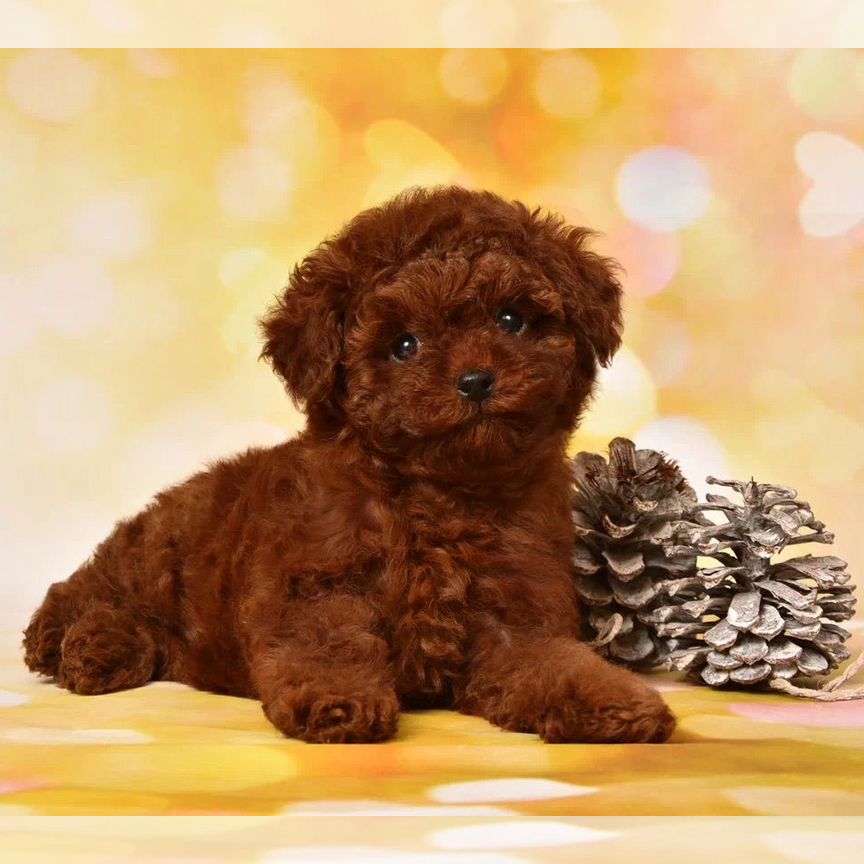 Той-пудель, щенок