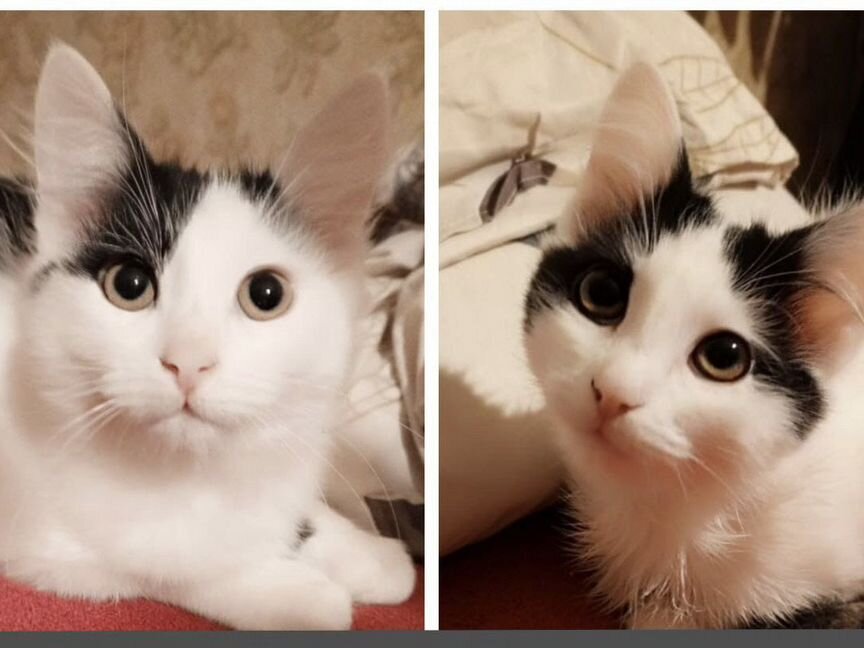 Котята мальчики 3 мес