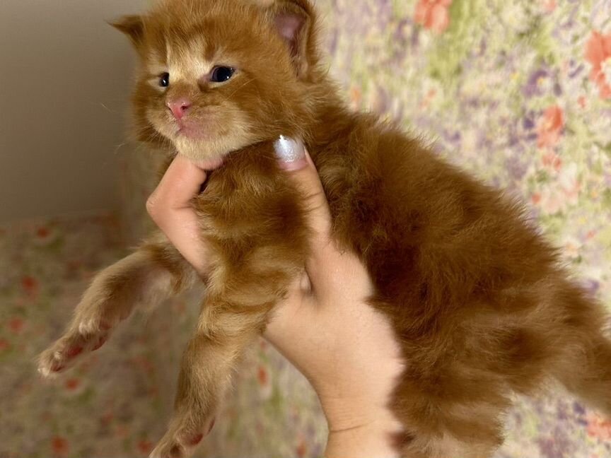 Котята мейн-кун полидакт