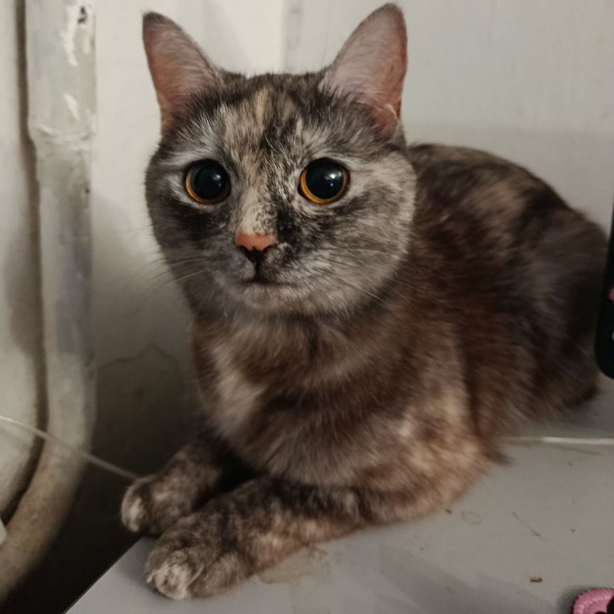 Кошка