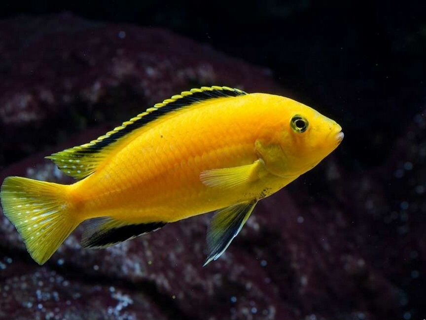 Цихлиды Еллоу и Демасони