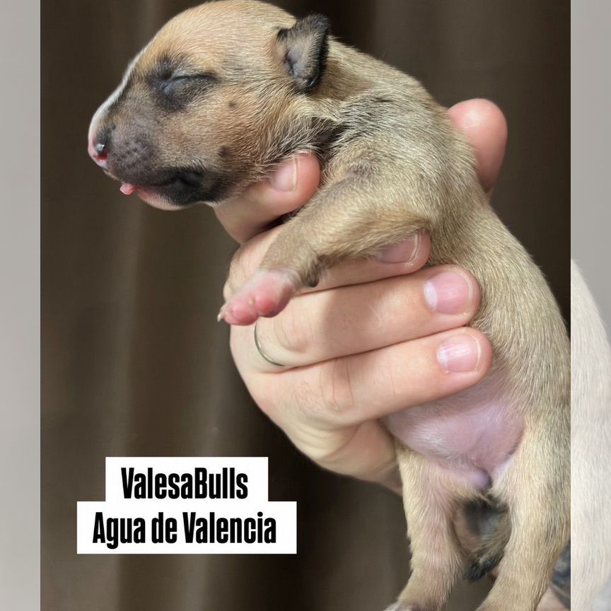 Мини-бультерьер, щенок