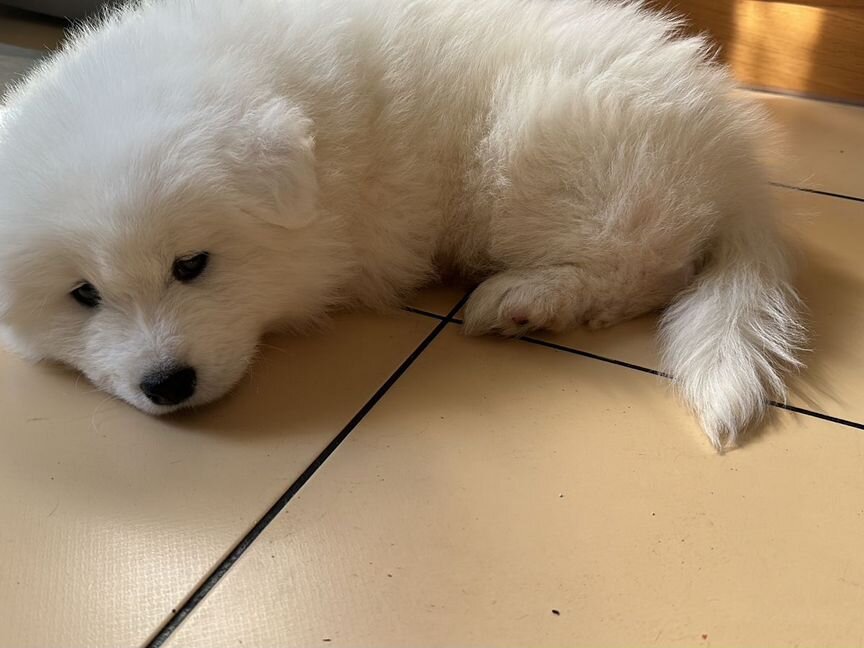 Самоедская лайка щенки