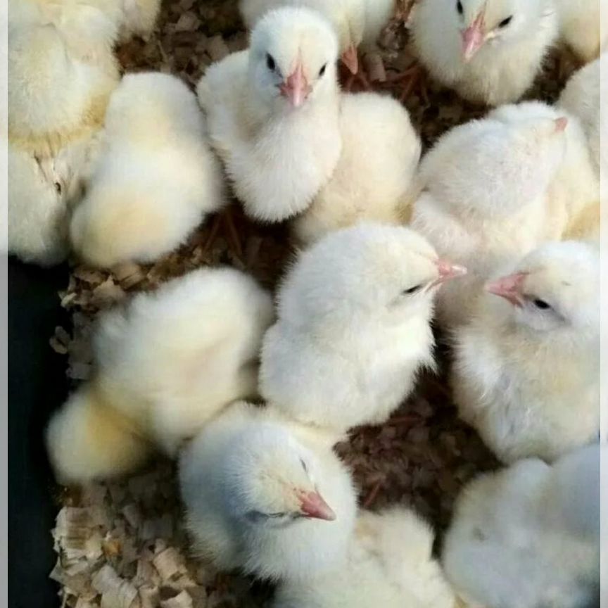 Цыплята бройлеры кобб 700