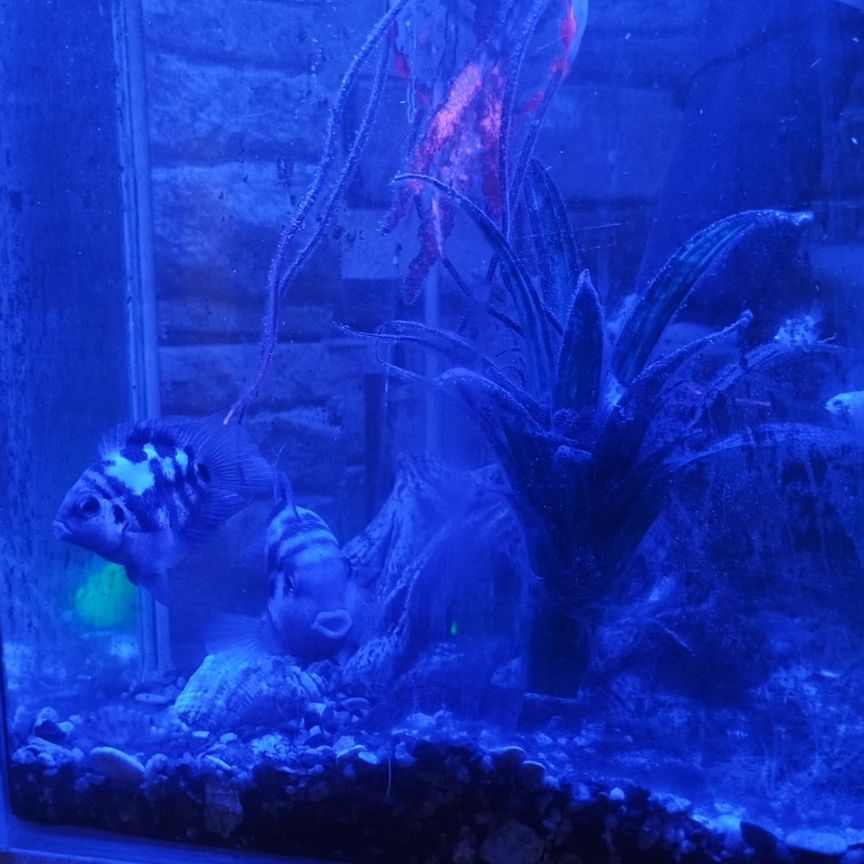 Попугайчики мальки