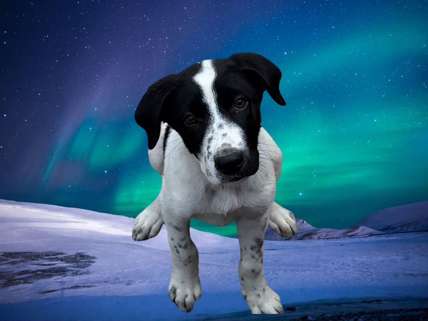 Собака щенок в добрые руки семью дом