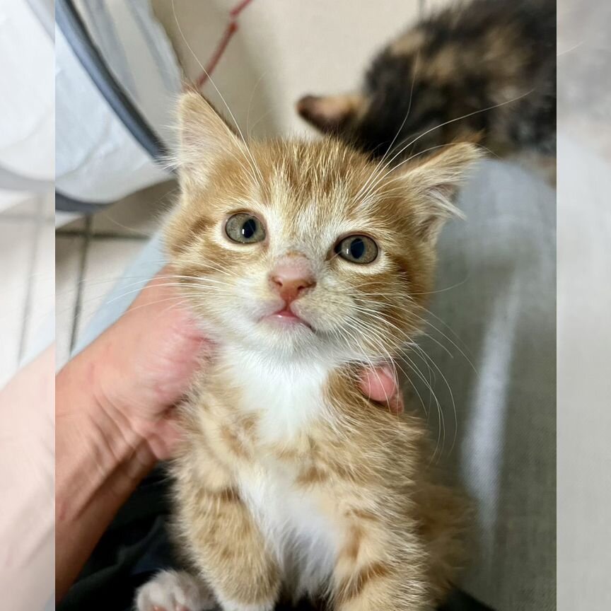 Котёнок девочка