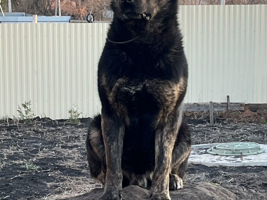 Вязка Немецкая овчарка кобель