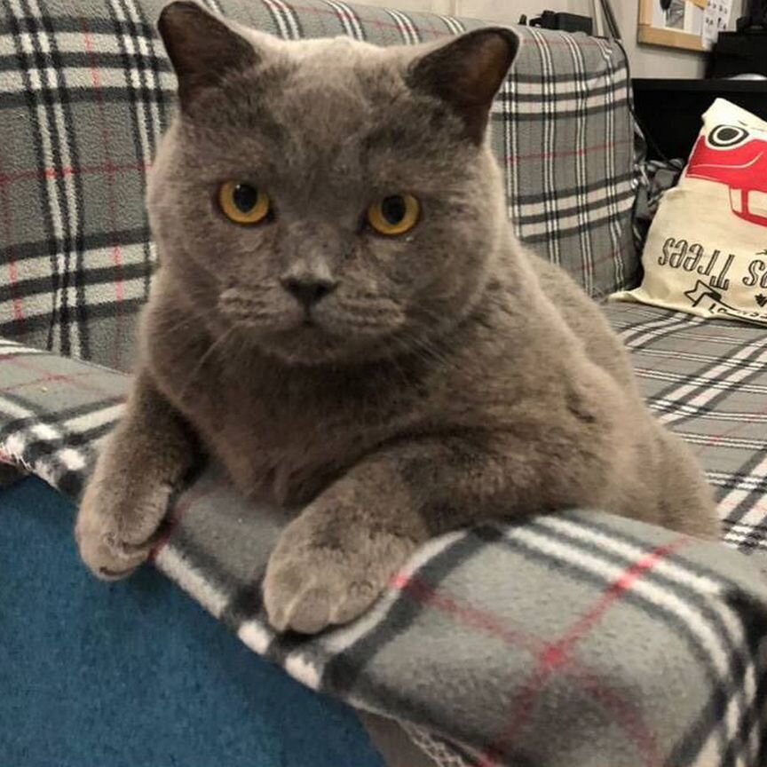Царская кошка