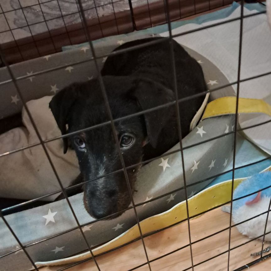 Немецкий охотничий терьер, щенок