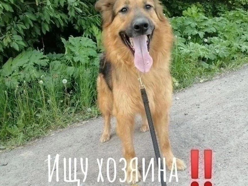 Боб ищет любящую семью