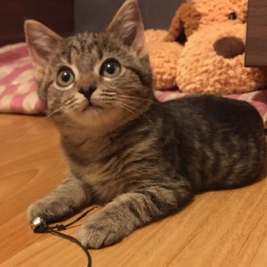 Котенок породы Европейская