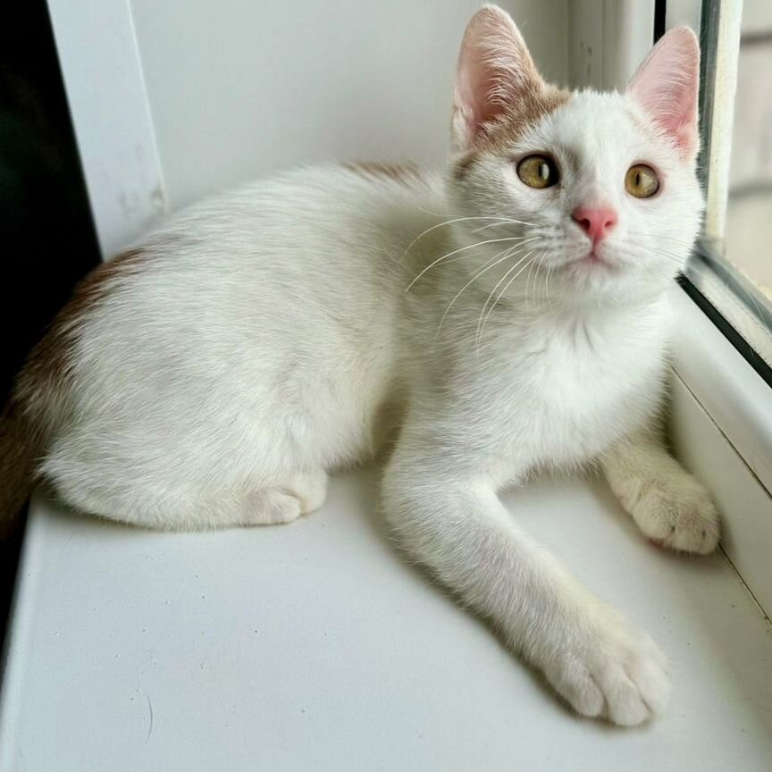 Очаровательные котята Боб и Марли