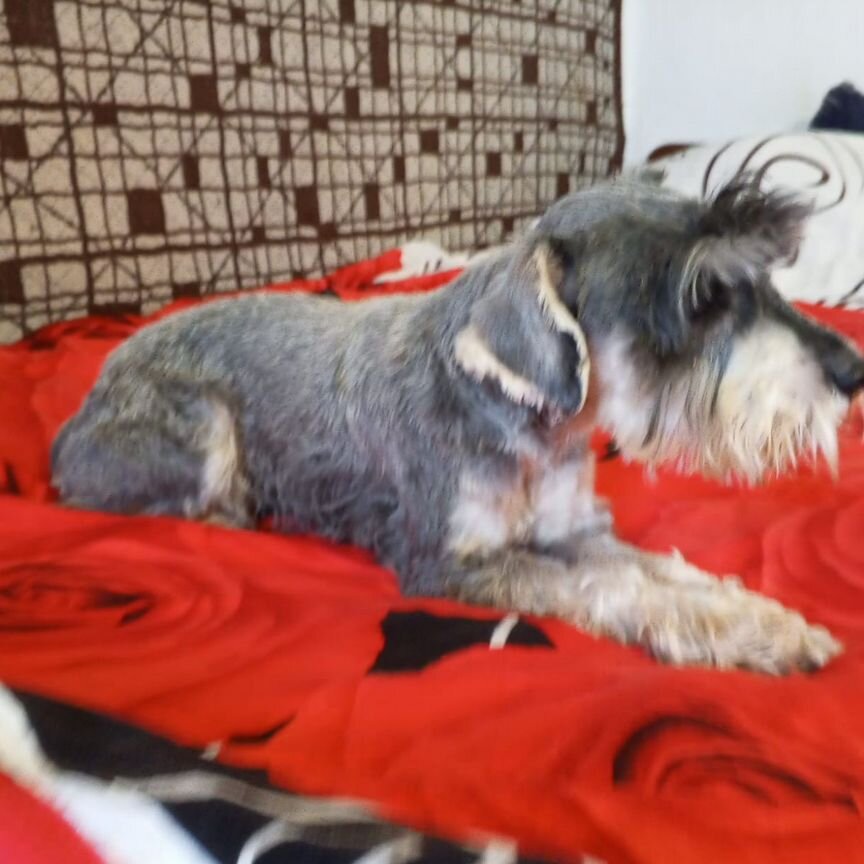 Продам собаку цвергшнауцера