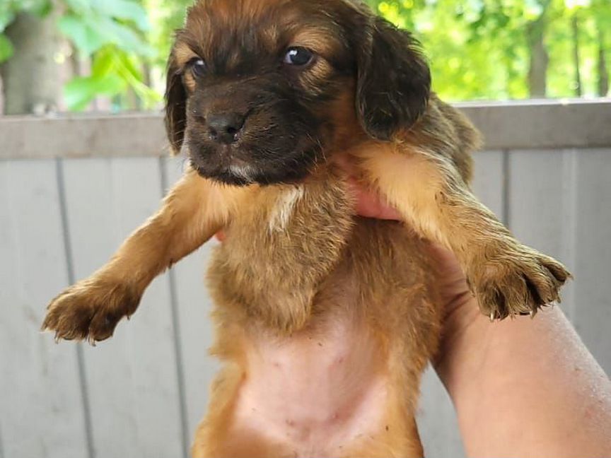 Бросили на дороге, необходим дом