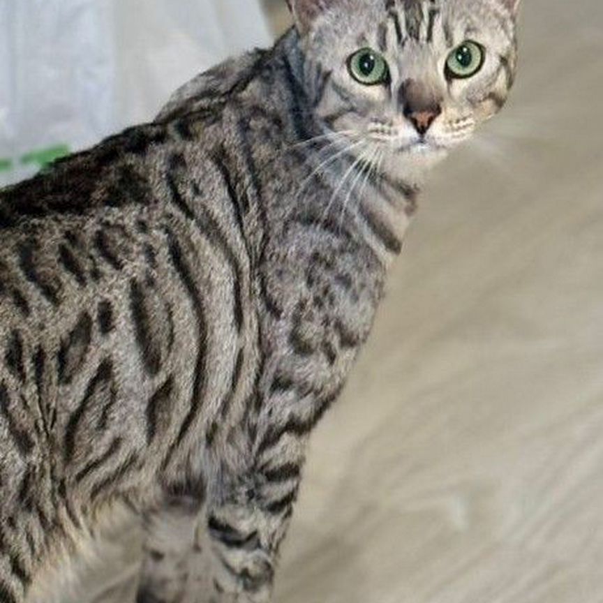 Бенгальскик котик. Очень ждет своих хозяев