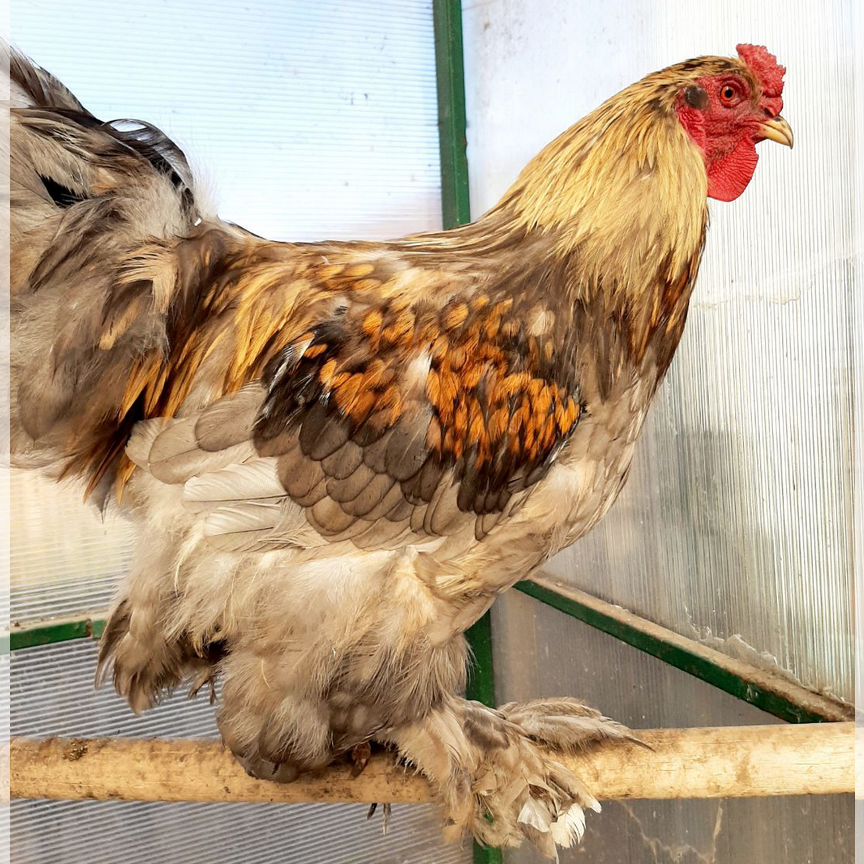 Петух Брама 1 год