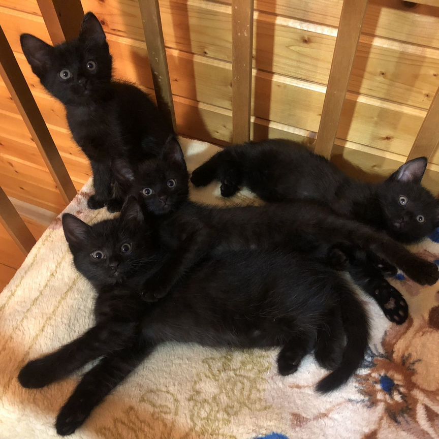 Котята в добрые руки