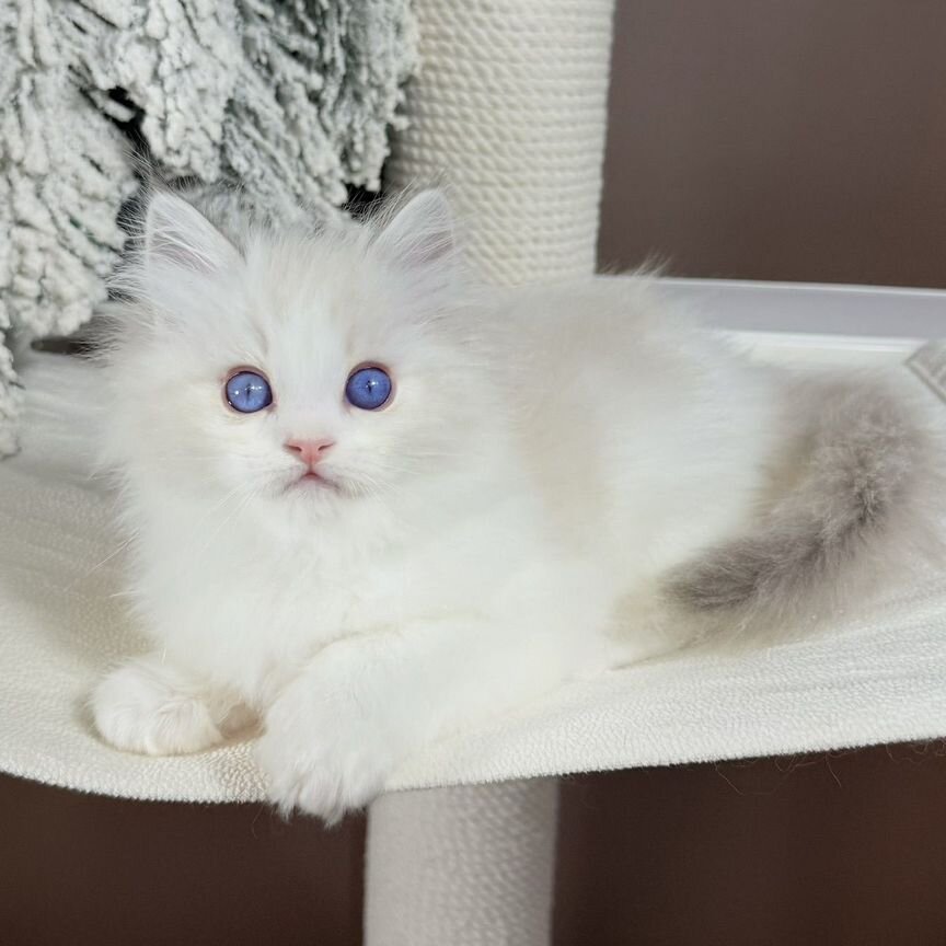 Рэгдолл котёнок