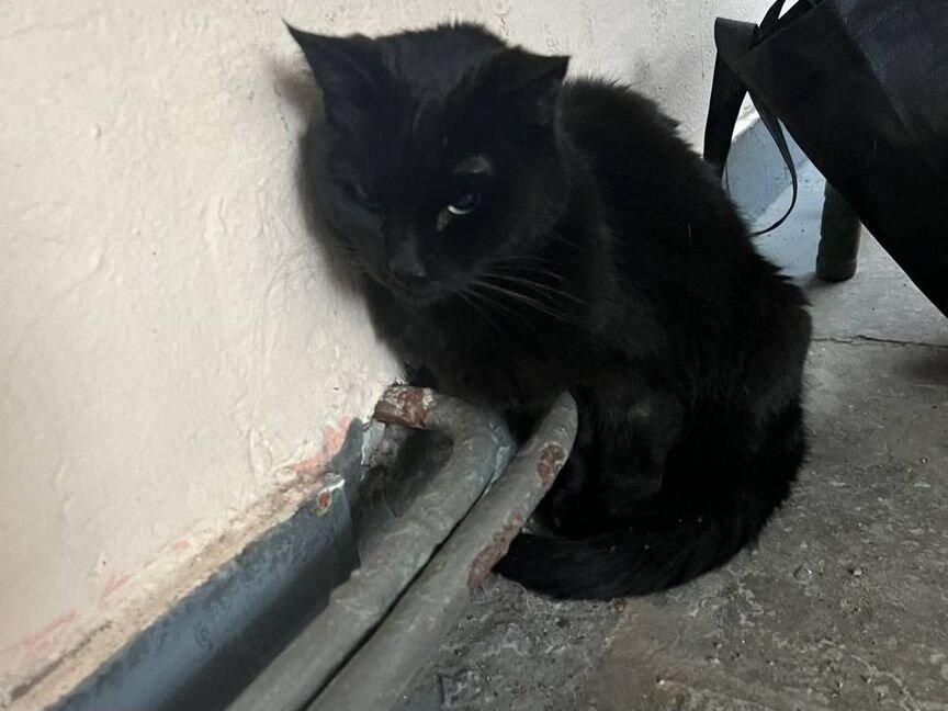 Кот Бася