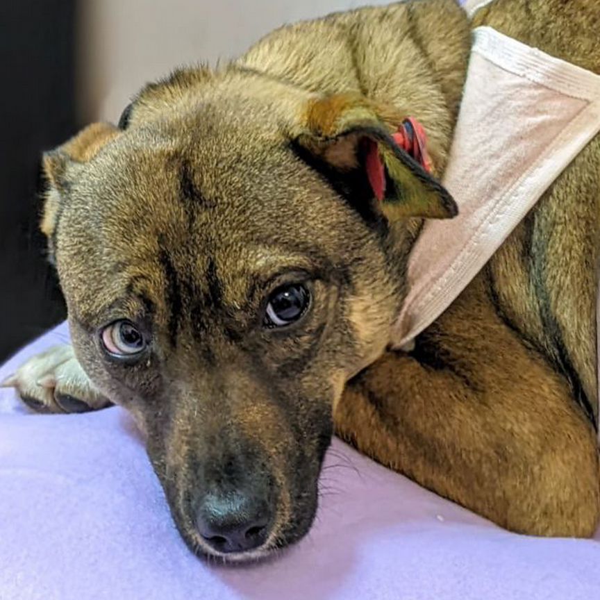 Взрослая собака в добрые руки