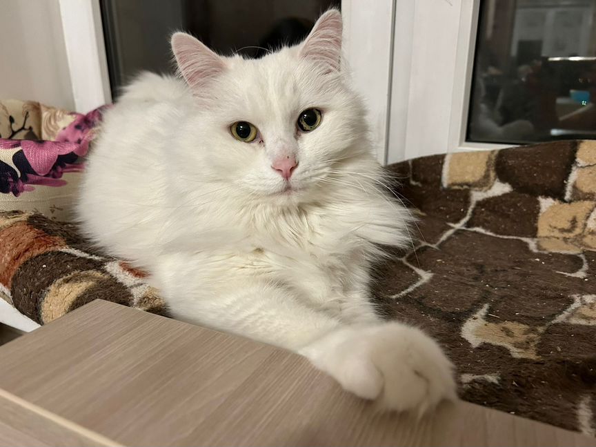 Турецкая ангора