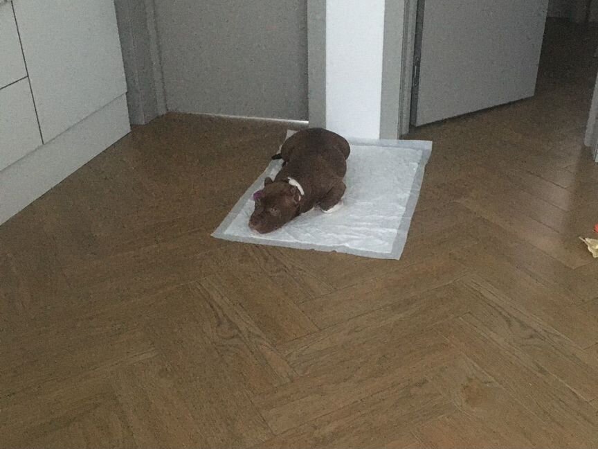 Американский булли покет