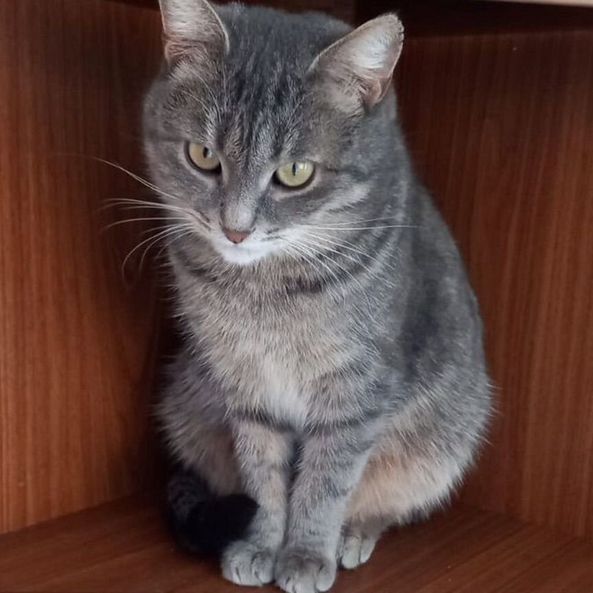Кошечка девочка 2 годика