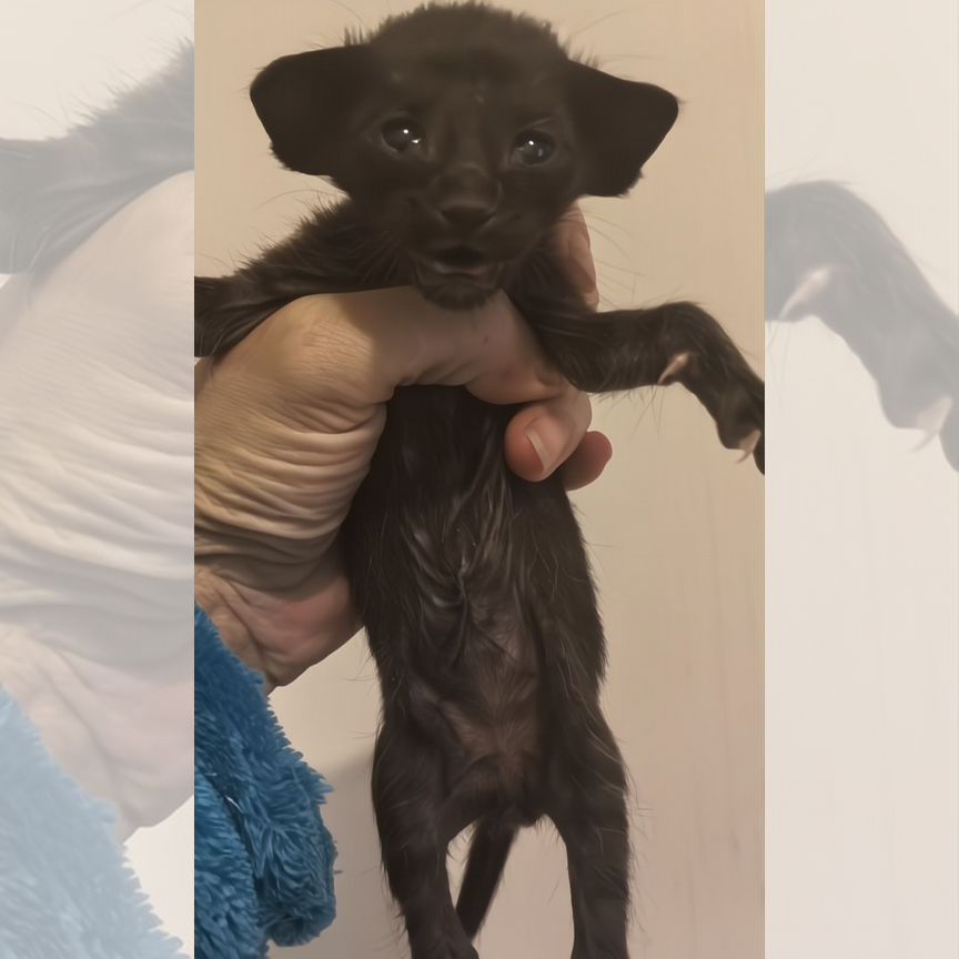 Ориентальный котёнок