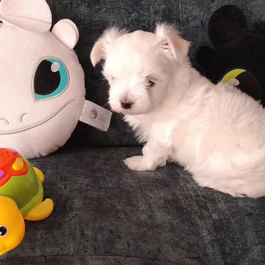 Мальтийская болонка мини мальчик