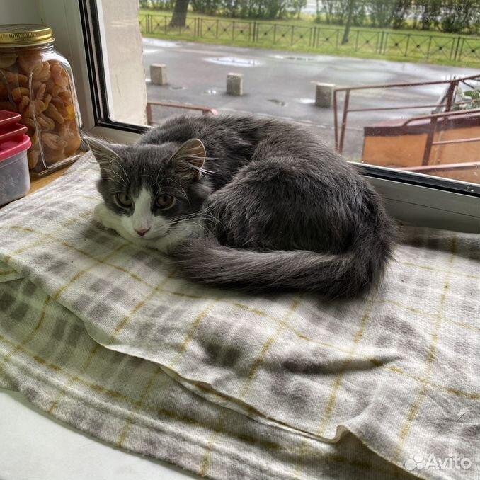 Котик подросток