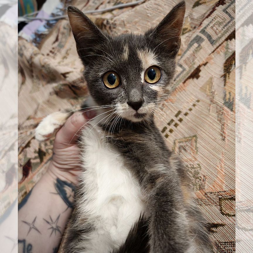 Котёнок в добрые руки