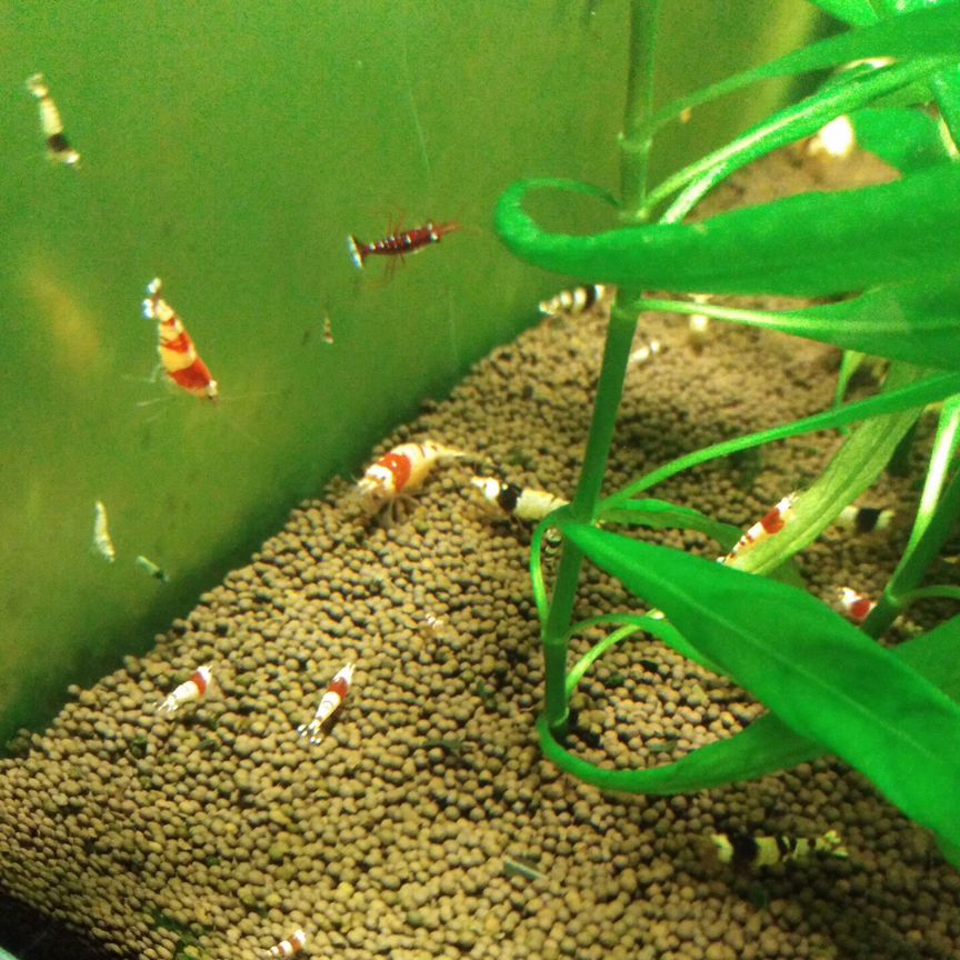 Аквариумные креветки кристалл