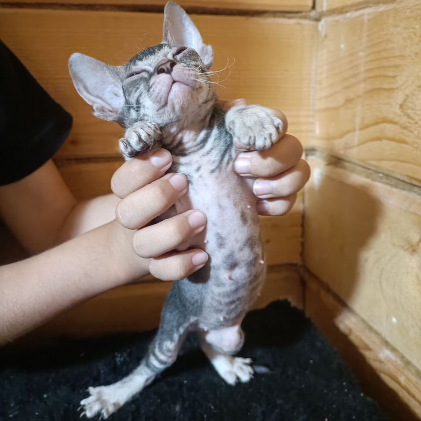 Донской сфинкс котёнок
