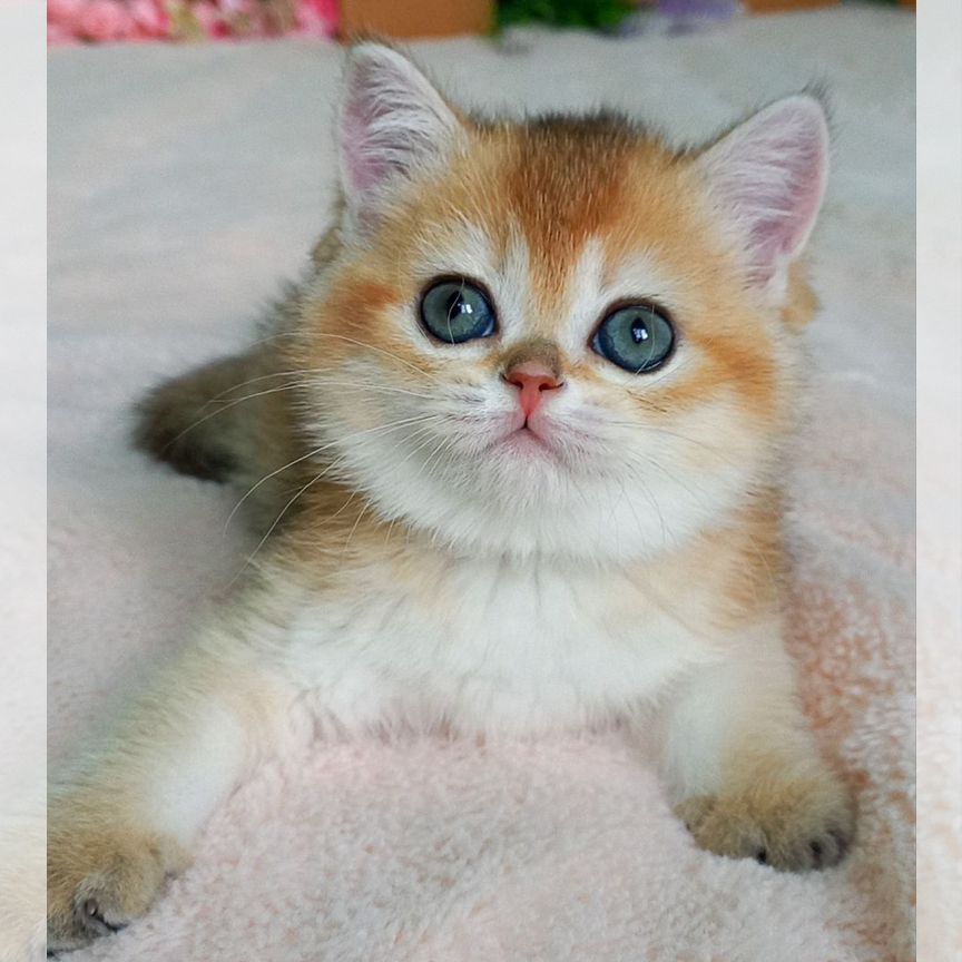 Шотландская золотая шиншилла девочка