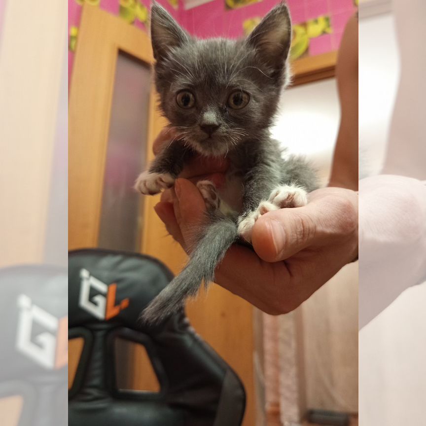 Британский короткошёрстный котёнок