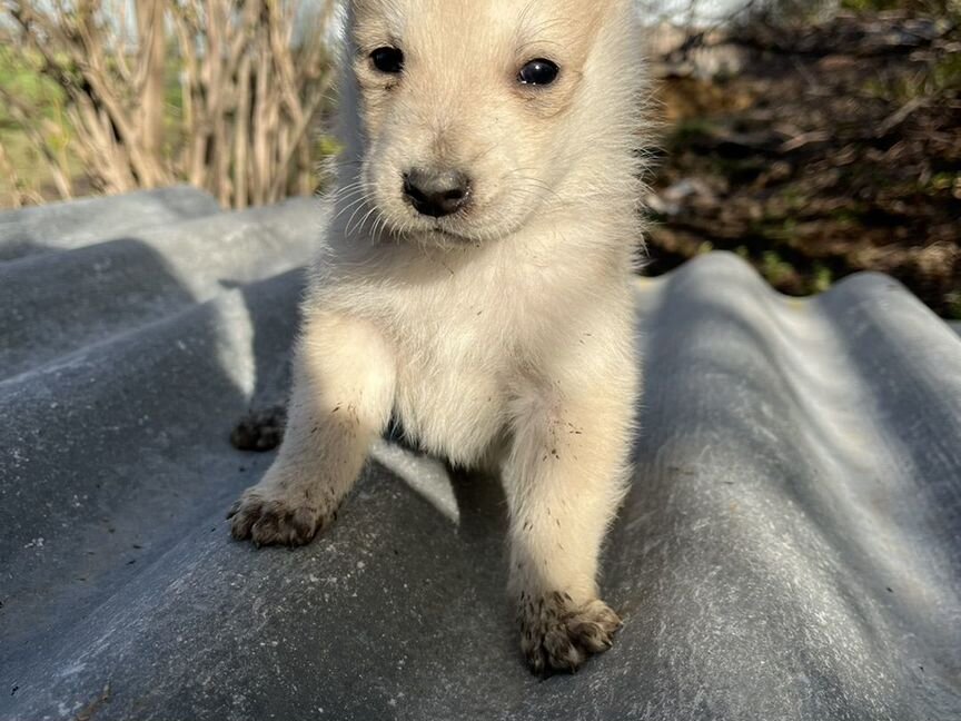 Щенки лайки