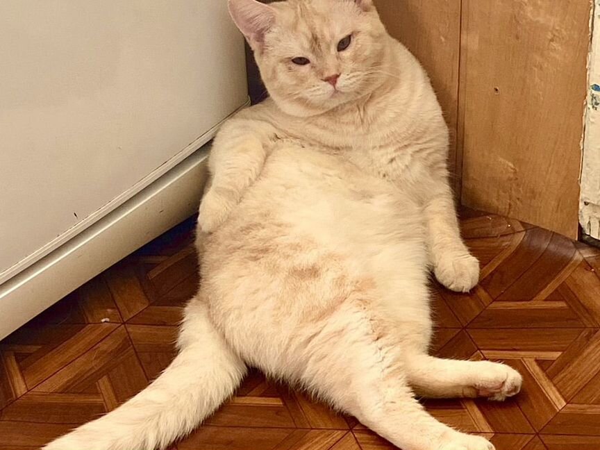 Кот шотландец