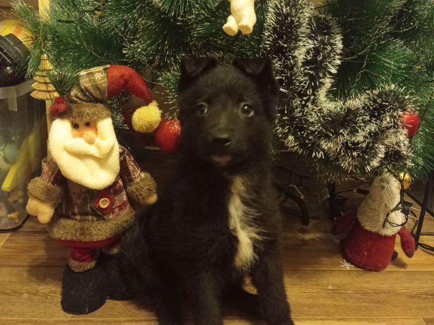 Щенок в добрые руки бесплатно